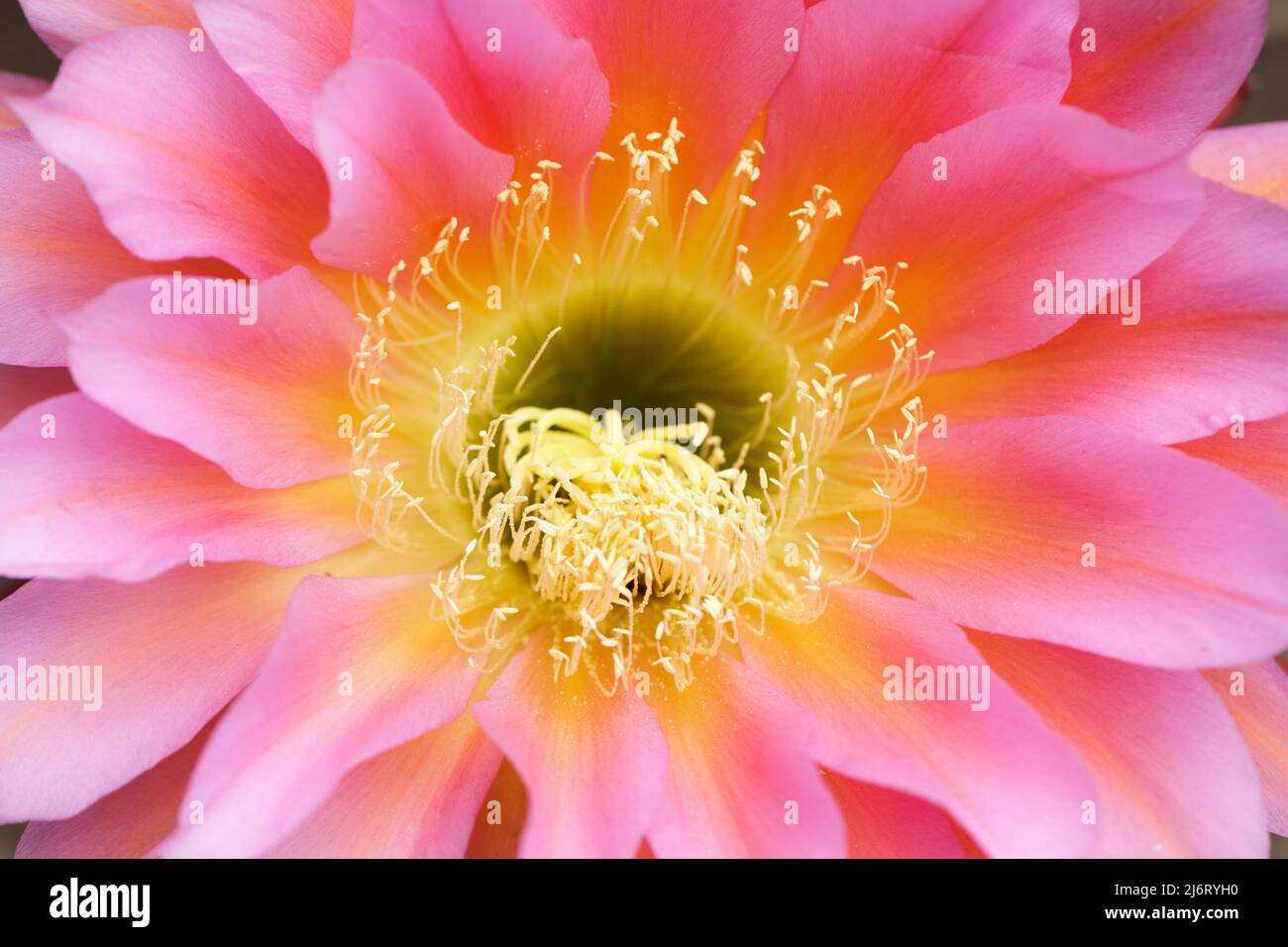 Echinopsis Flying Saucer Cactus in Bloom. Stanford, Santa Clara County ...
