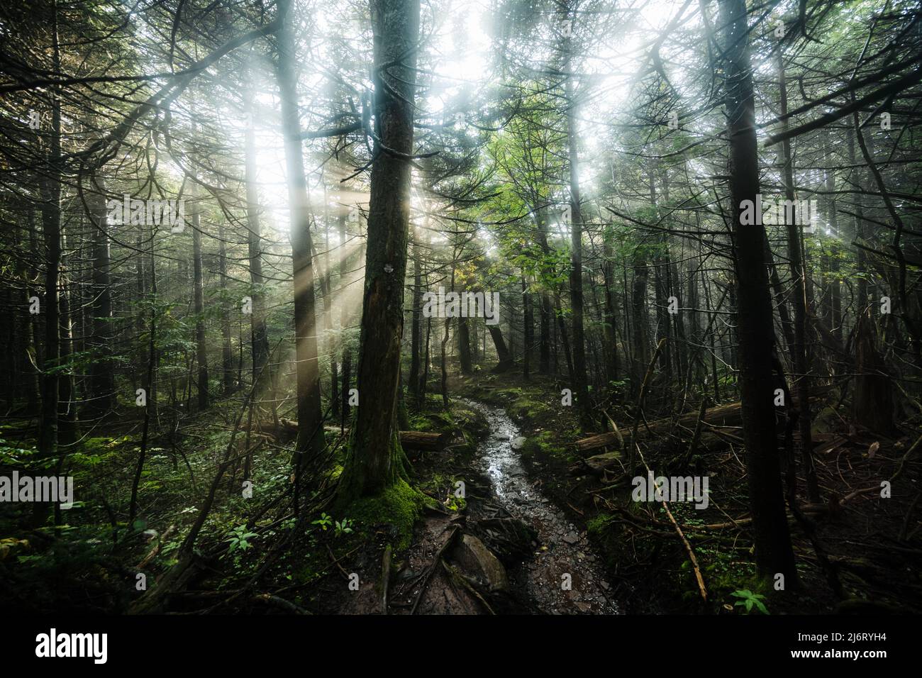 Trail through the Catskill mountains, New York, United States Stock ...