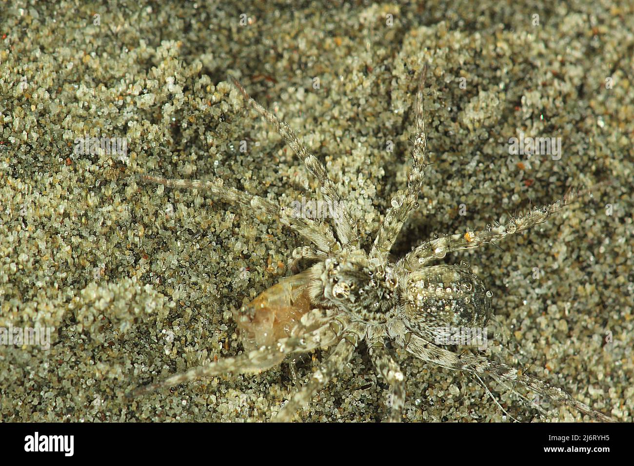 Dune wolf spider hi-res stock photography and images - Alamy