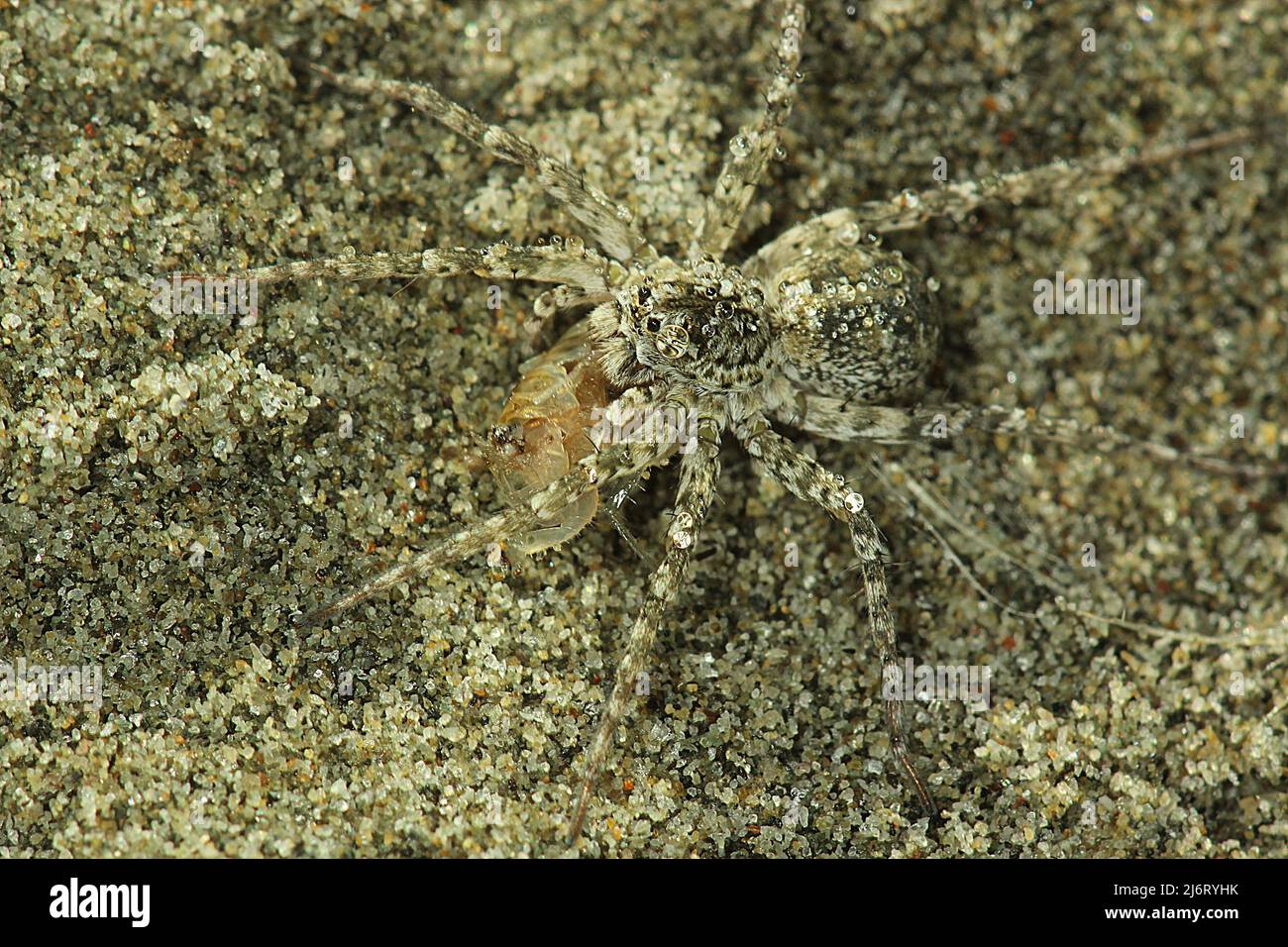 Sand dune wolf spider (Anoteropsis litoralis Stock Photo - Alamy