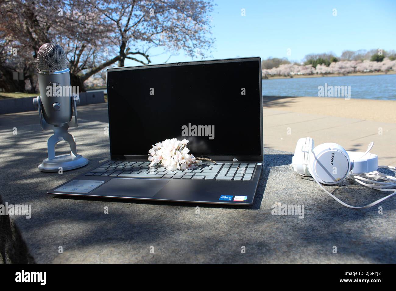 Side View Cherry Blossom Computer Waterfront Washington DC Stock Photo ...