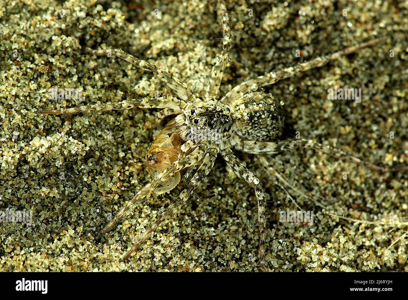 Sand dune wolf spider (Anoteropsis litoralis Stock Photo - Alamy