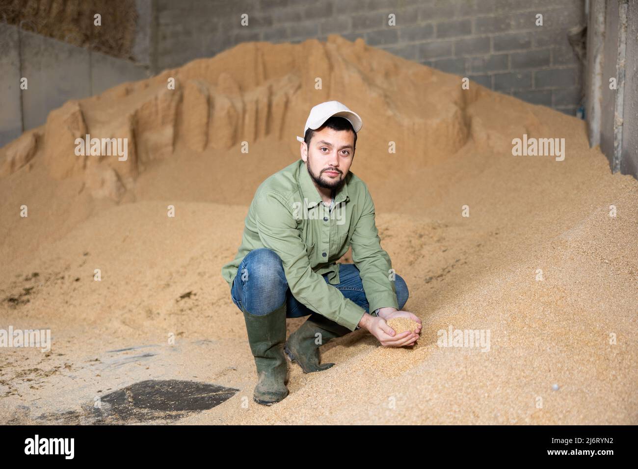 Man farmer checking quality of soybean husk Stock Photo - Alamy