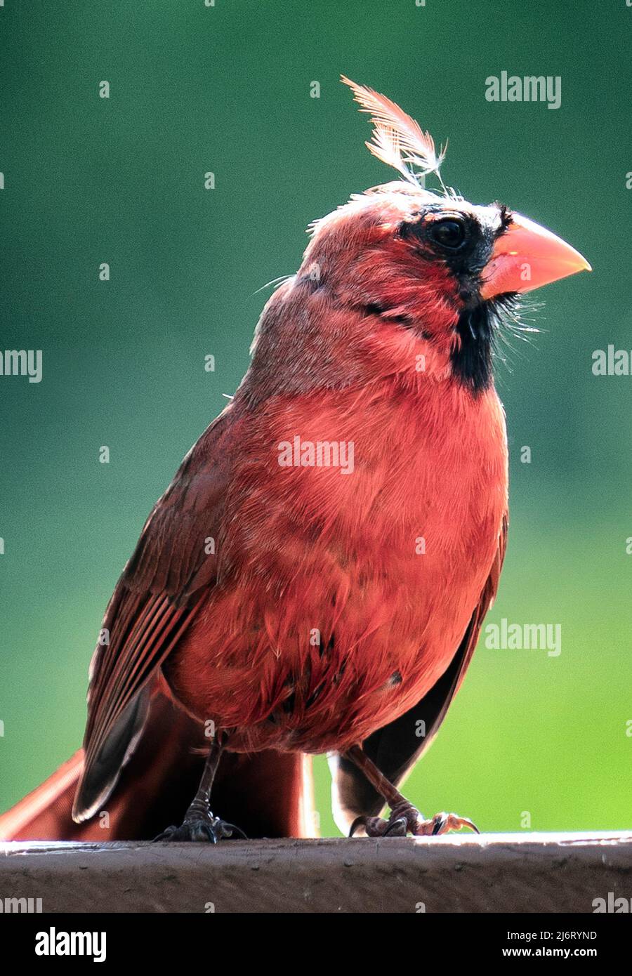 Molting Northern Cardinal with a single plume Stock Photo - Alamy