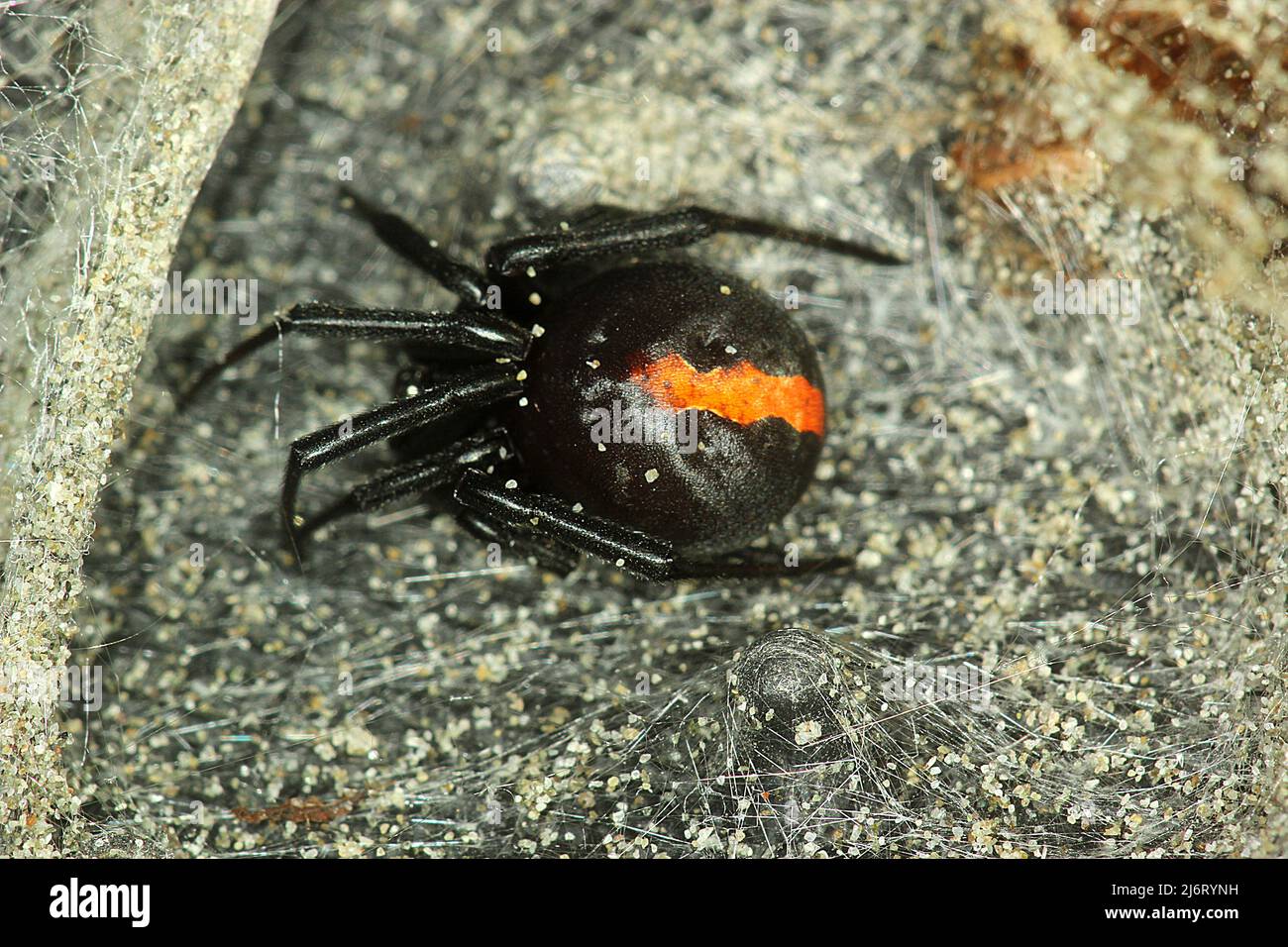 New Zealand's only endemic poisonous spider Latrodectus katipo Stock ...