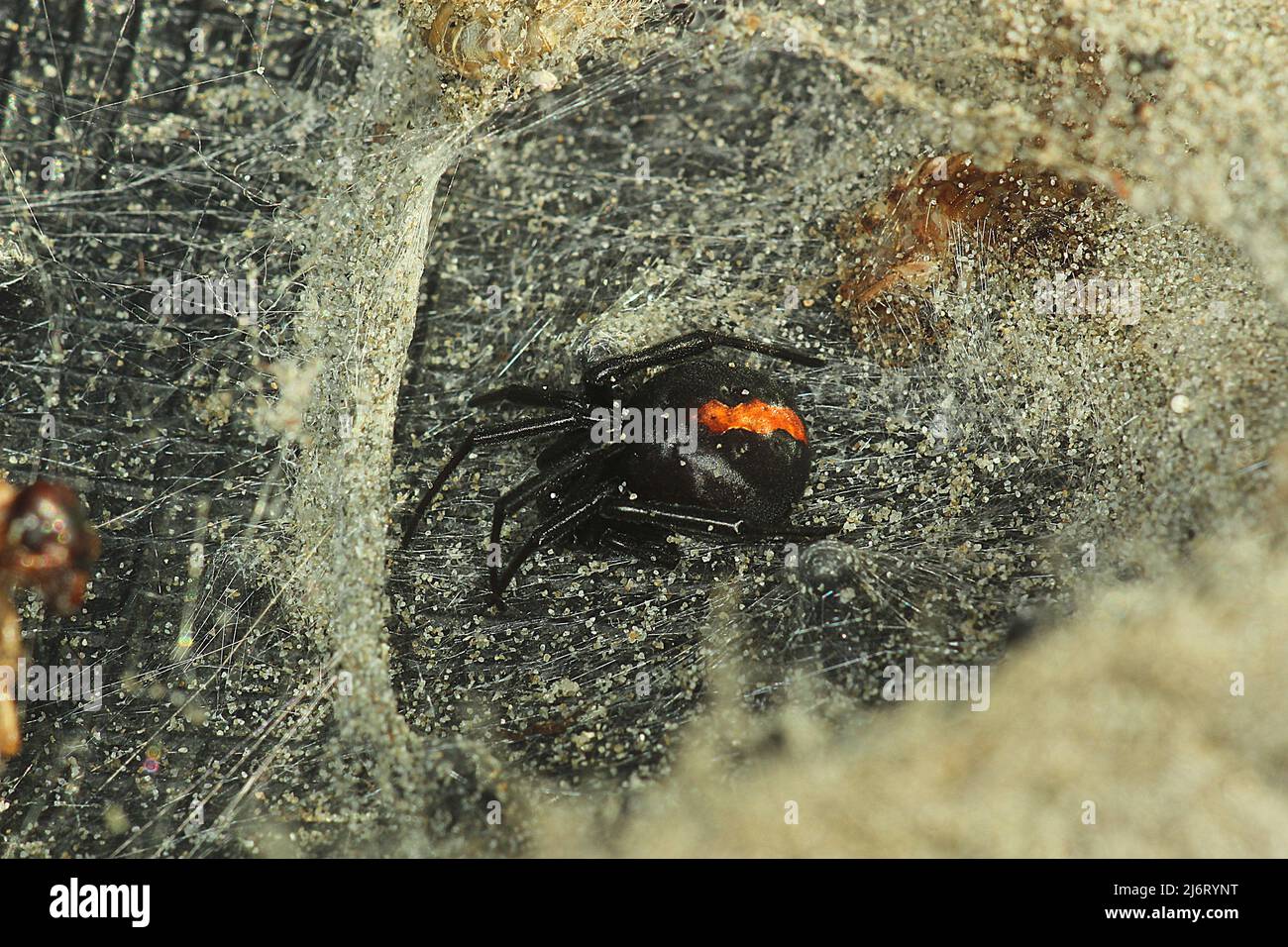 New Zealand's only endemic poisonous spider Latrodectus katipo Stock ...