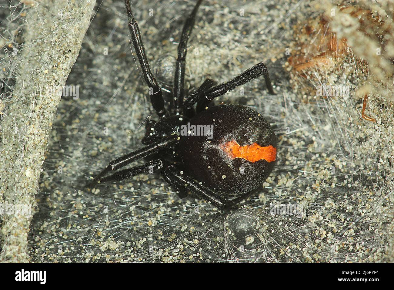 Katipo spider hi-res stock photography and images - Alamy