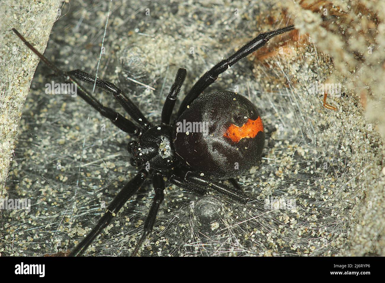 Red Poisonous Spiders