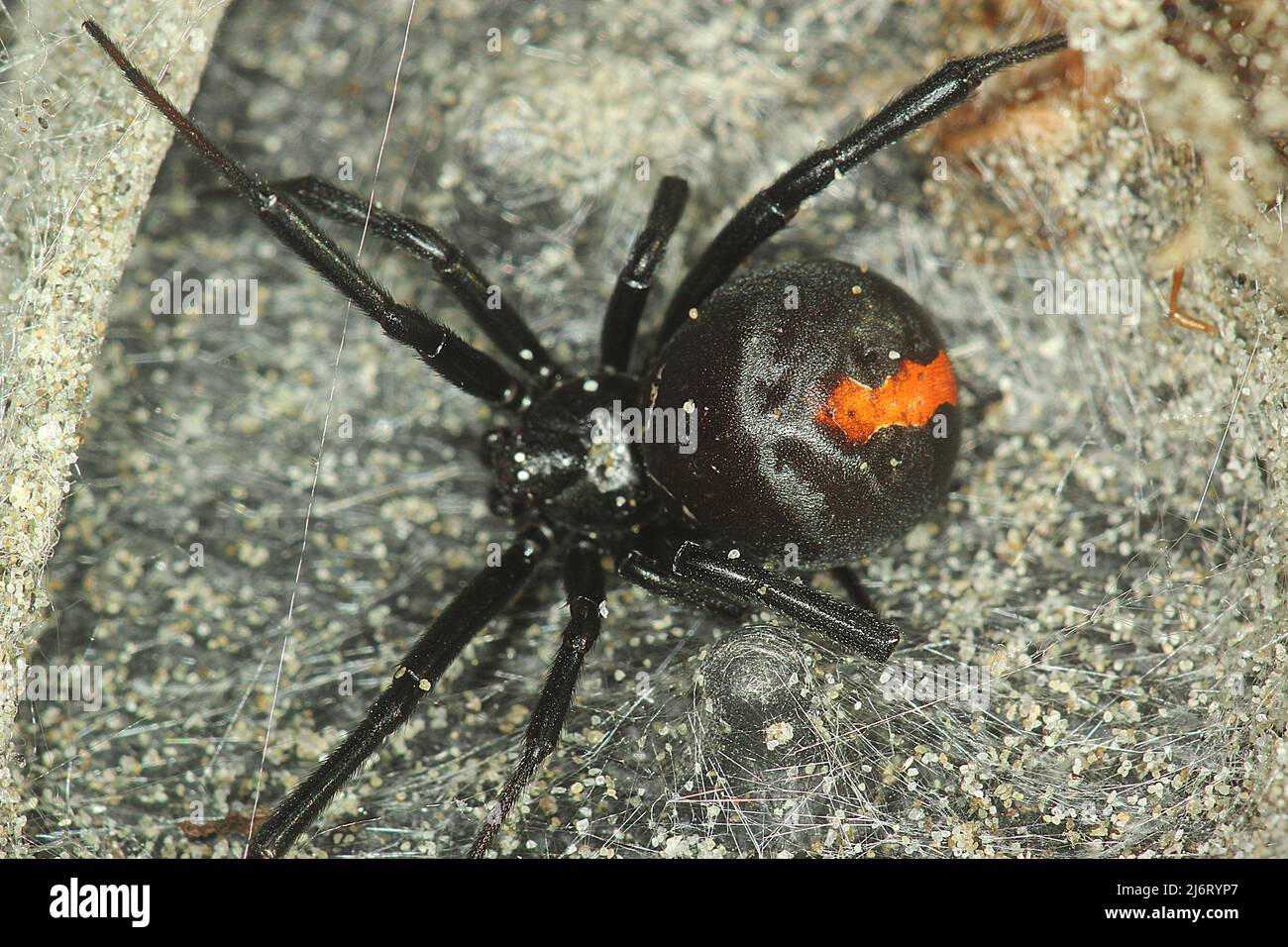 New Zealand's only endemic poisonous spider Latrodectus katipo Stock ...