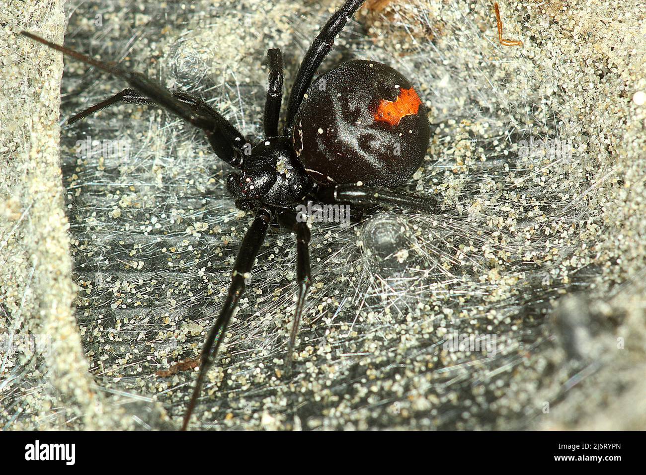 New Zealand's only endemic poisonous spider Latrodectus katipo Stock ...