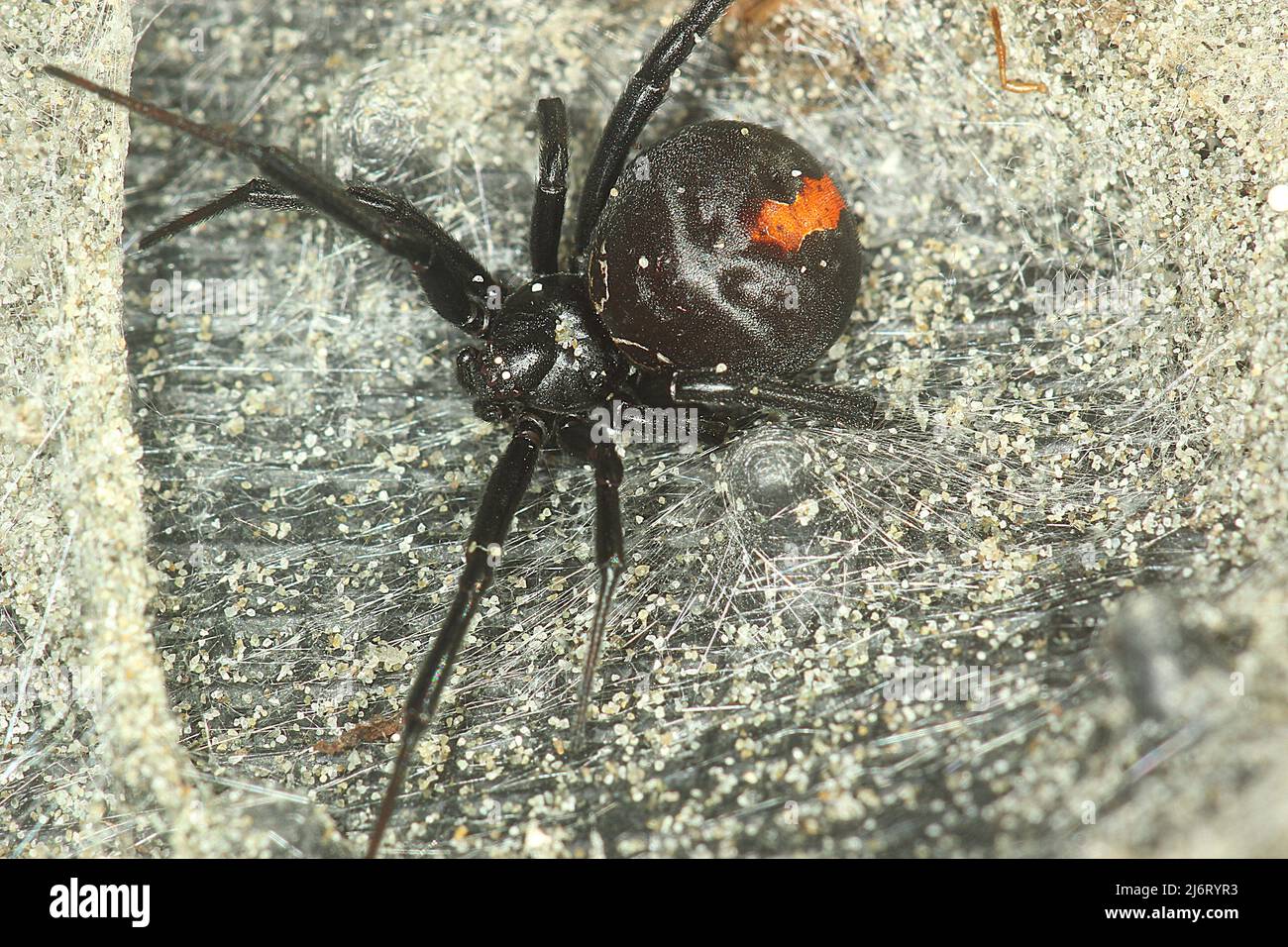 New Zealand's only endemic poisonous spider Latrodectus katipo Stock ...
