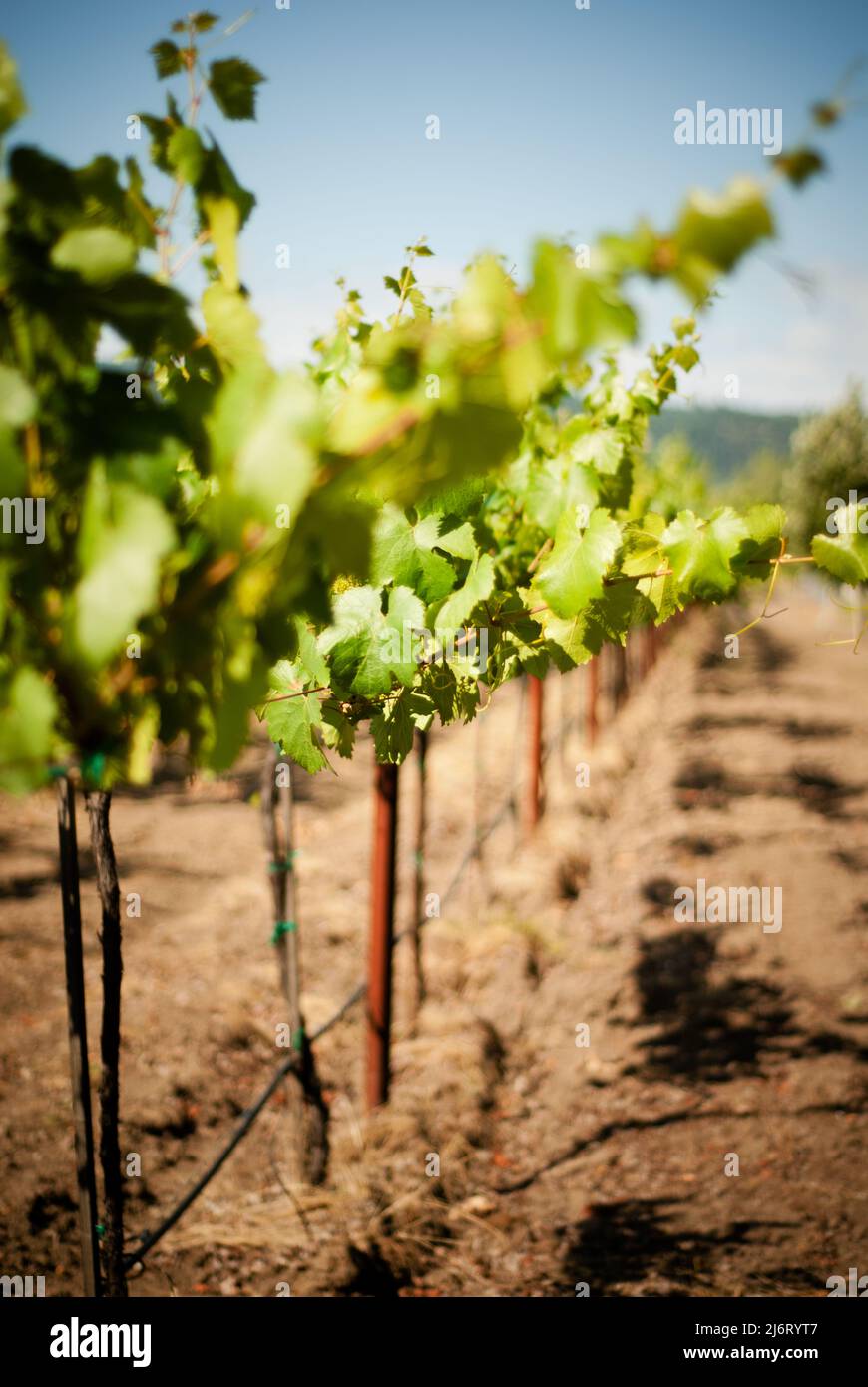Grape Vineyard in Napa Valley, California Stock Photo - Alamy