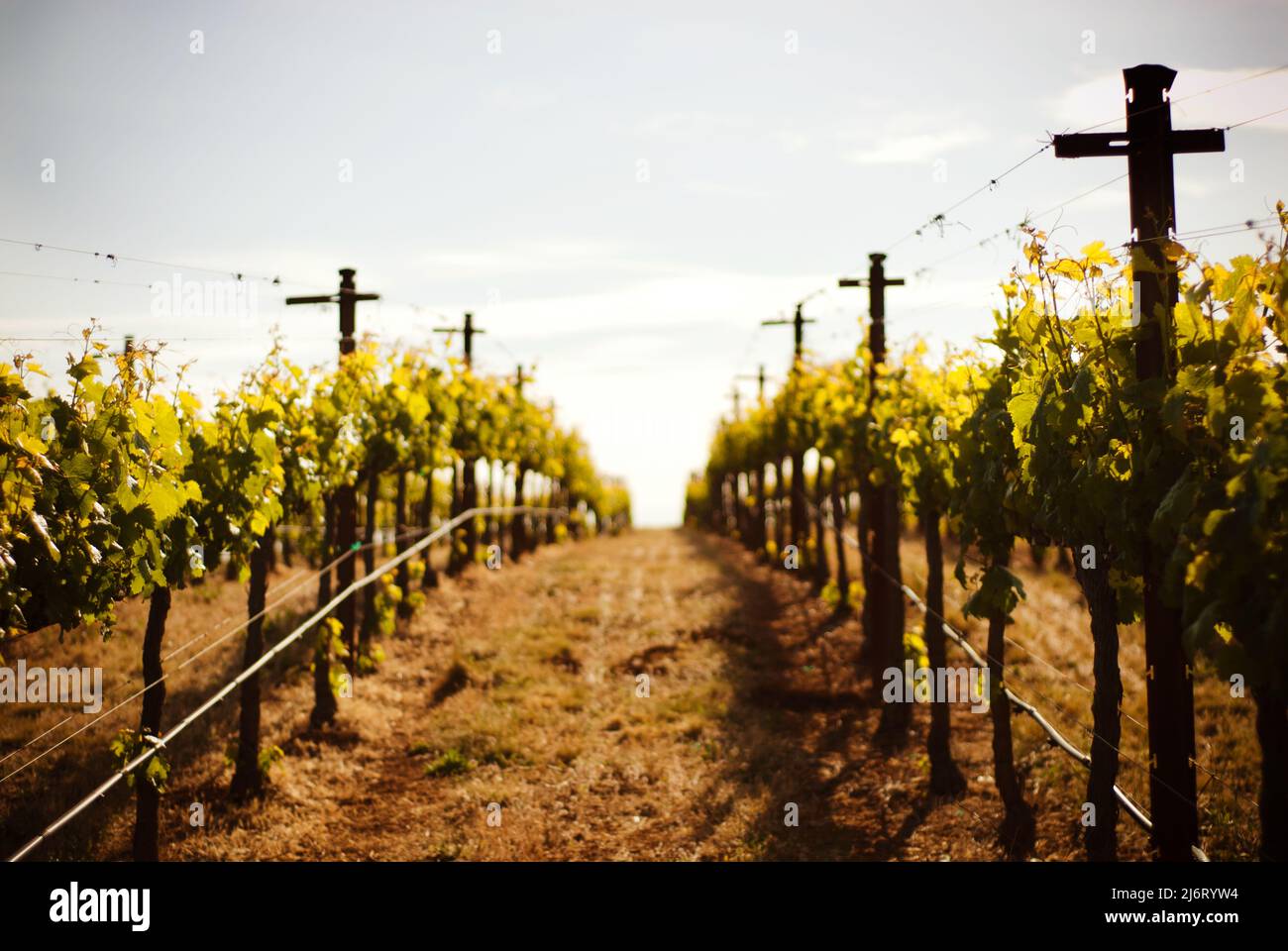 Grape Vineyard in Napa Valley, California Stock Photo - Alamy