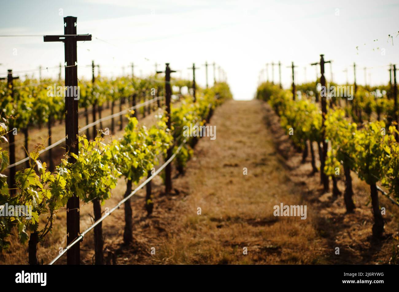 Grape Vineyard in Napa Valley, California Stock Photo - Alamy