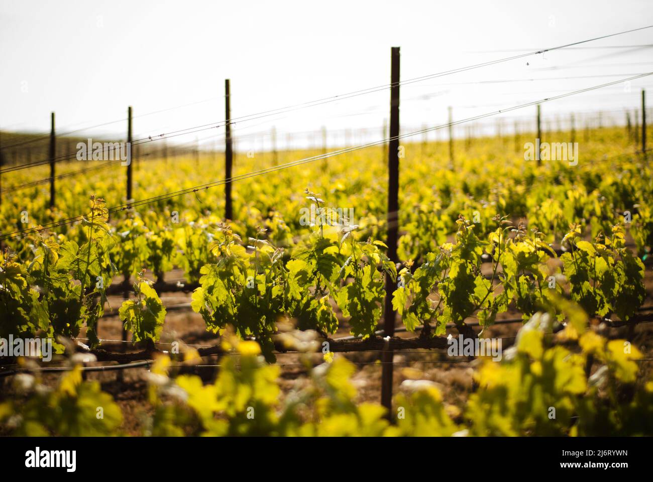 Grape valley hi-res stock photography and images - Alamy