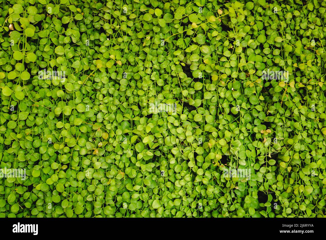 Green leaf wall background Stock Photo - Alamy