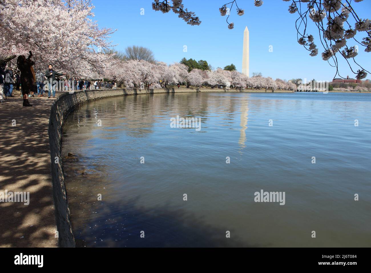 Scenic Washington Monument Cherry Blossom Trees Washington DC Stock ...