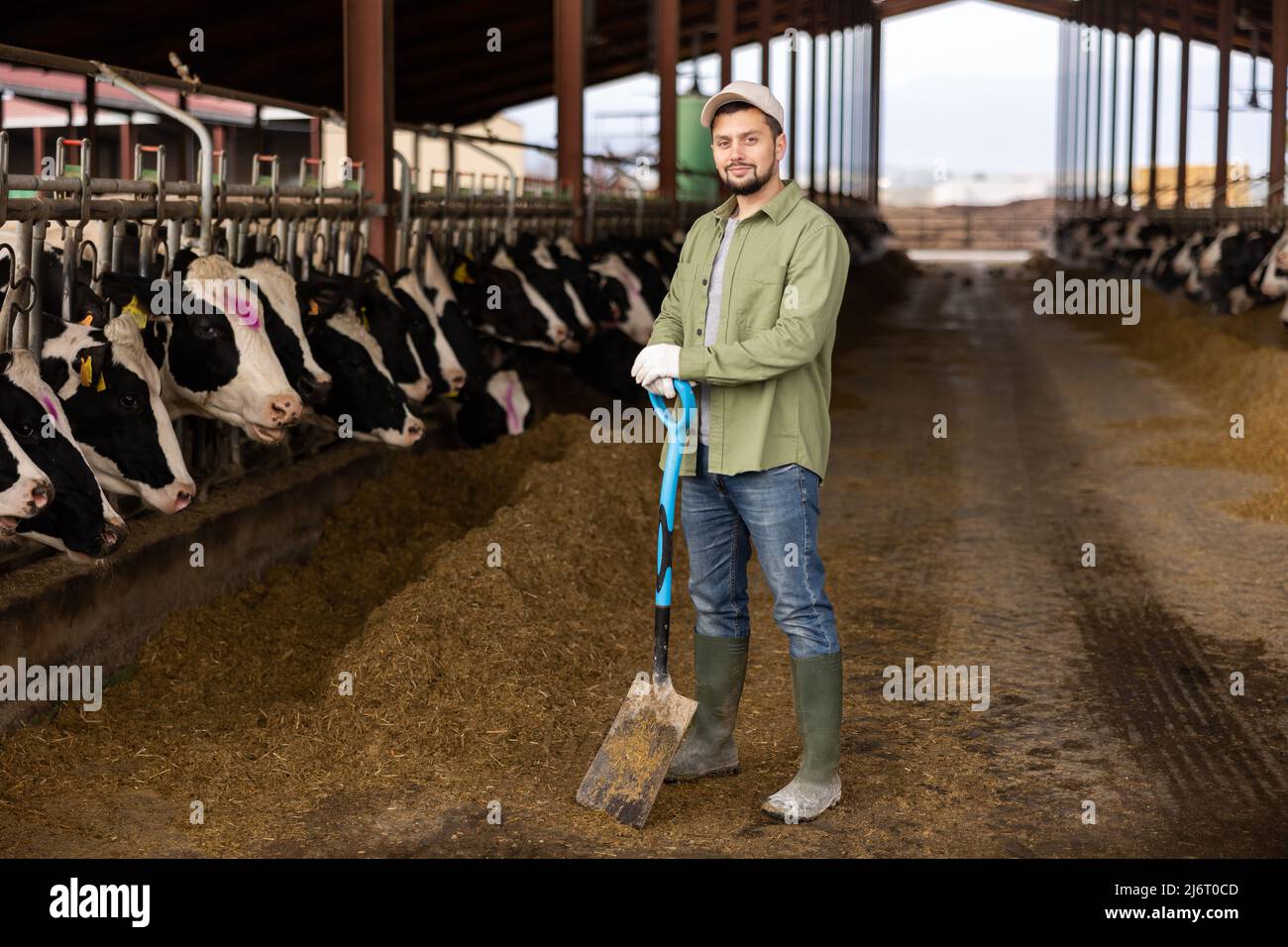 Farmer with shovel standing in cowshed Stock Photo - Alamy
