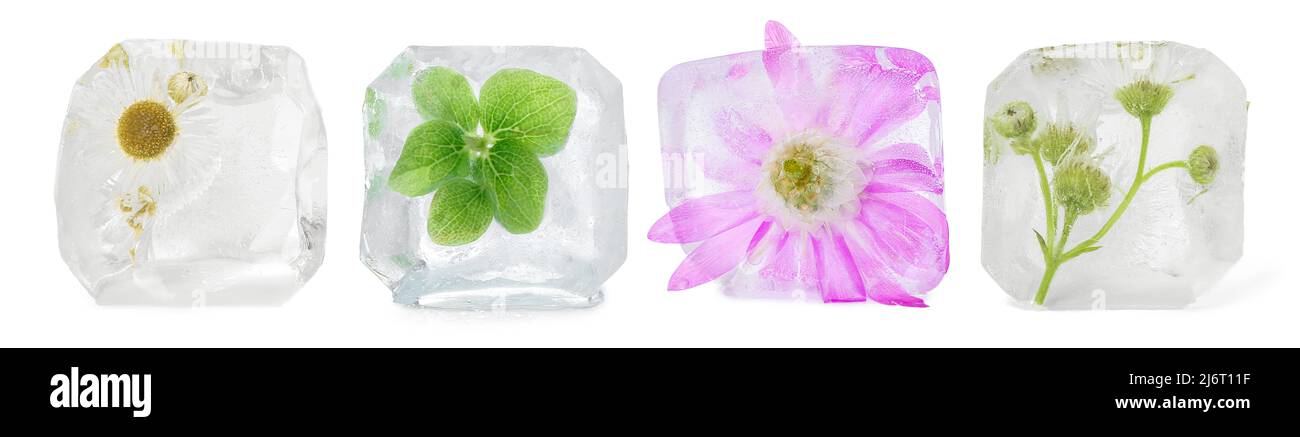 Frozen flowers in ice cubes on white background Stock Photo - Alamy
