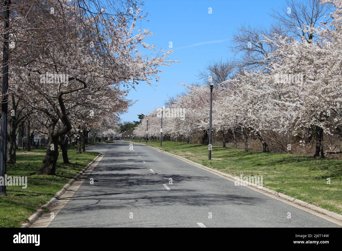 Road Street Cherry Blossoms Pink Scenic View DC Stock Photo - Alamy
