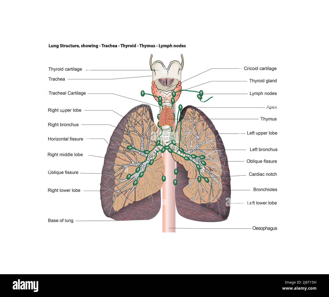 Lung structure section, illustration Stock Photo - Alamy