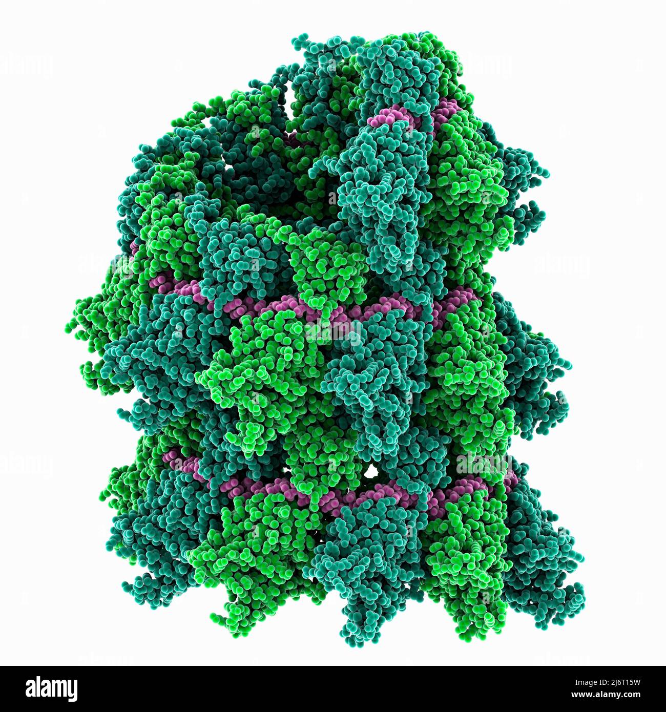 Respiratory syntactical virus complex, molecular model Stock Photo - Alamy