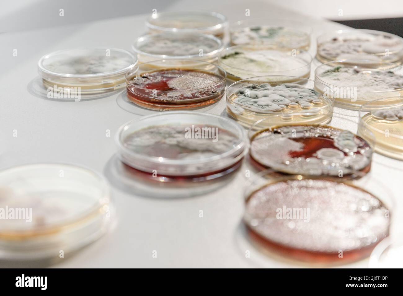 Environmental fungi growing on petri dishes Stock Photo - Alamy