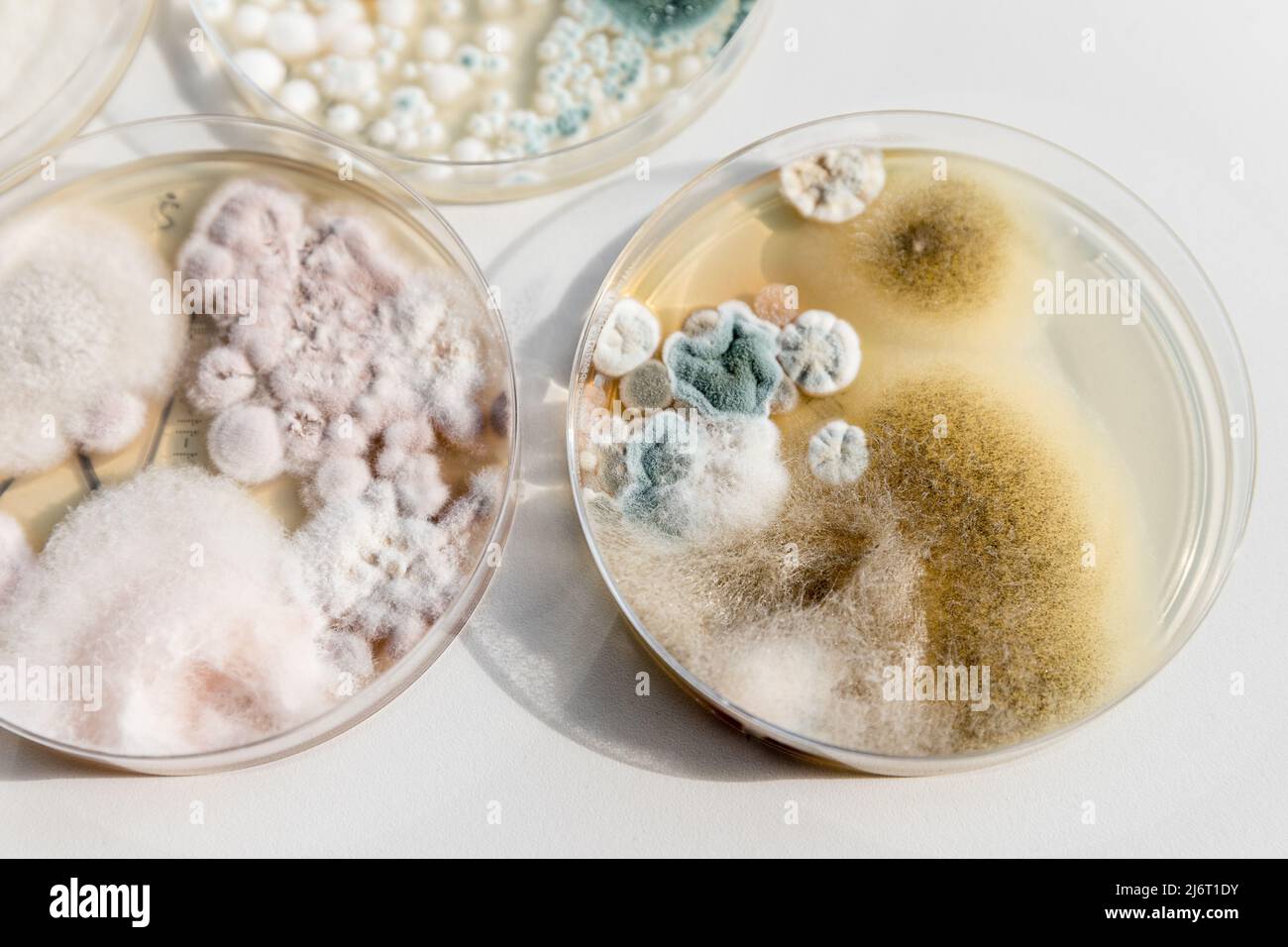 How To Culture Fungi In Petri Dishes at Sebastian Montefiore blog