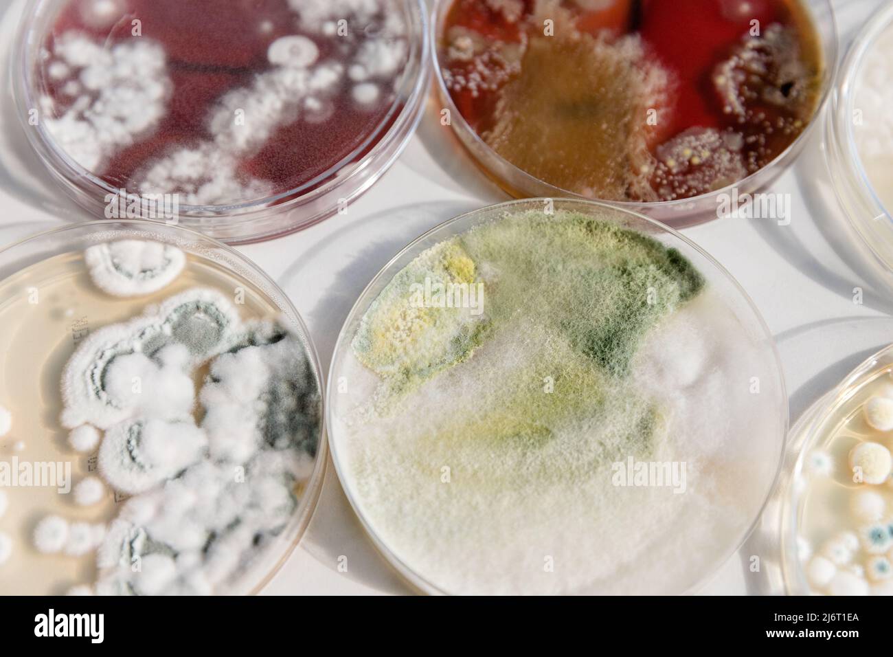 Environmental fungi and bacteria growing in petri dishes Stock Photo ...