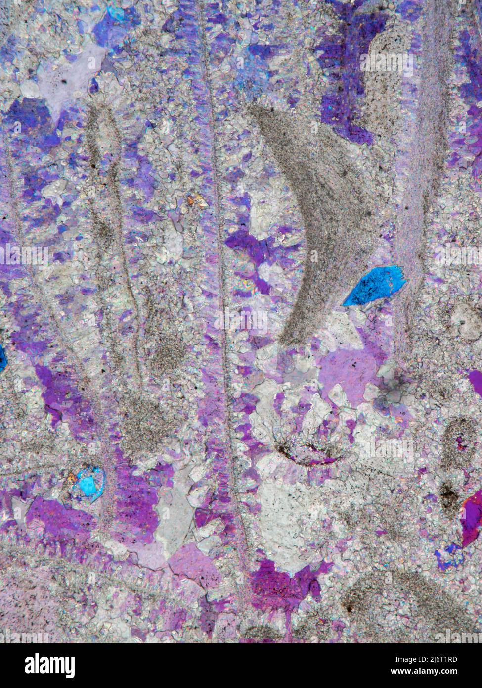 Crinoidal limestone, light micrograph Stock Photo - Alamy