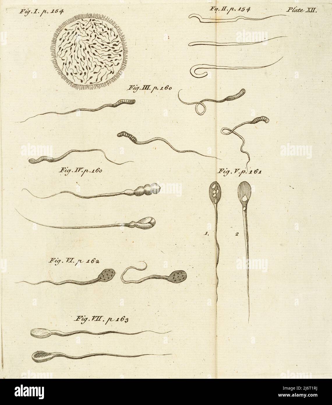 Animalcules, 18th century illustration Stock Photo - Alamy