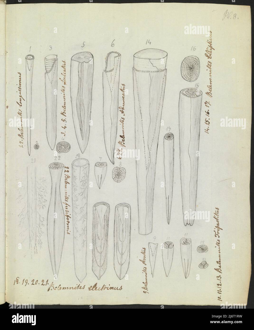 Belemnite fossils, illustration Stock Photo - Alamy