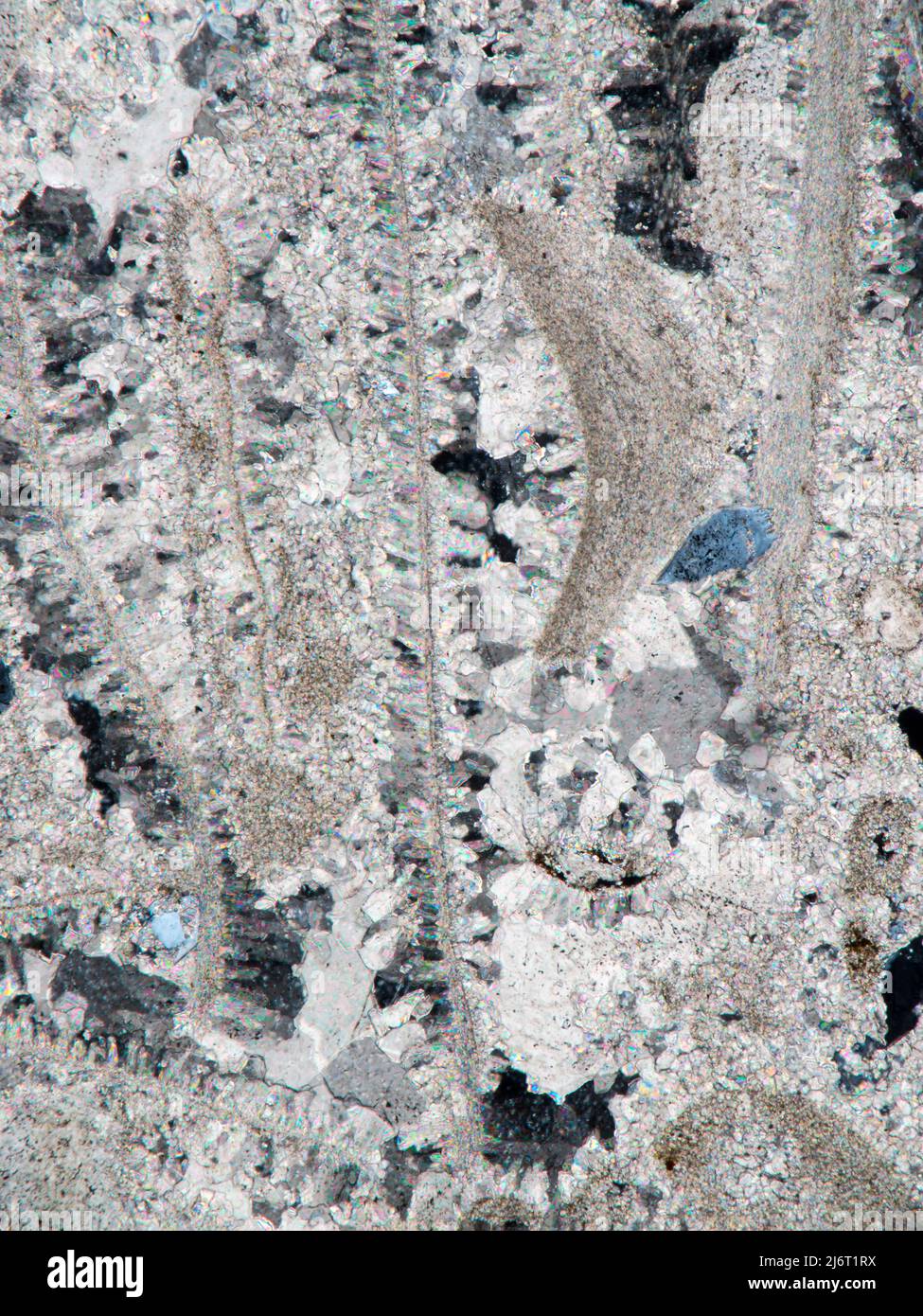 Crinoidal limestone, light micrograph Stock Photo - Alamy