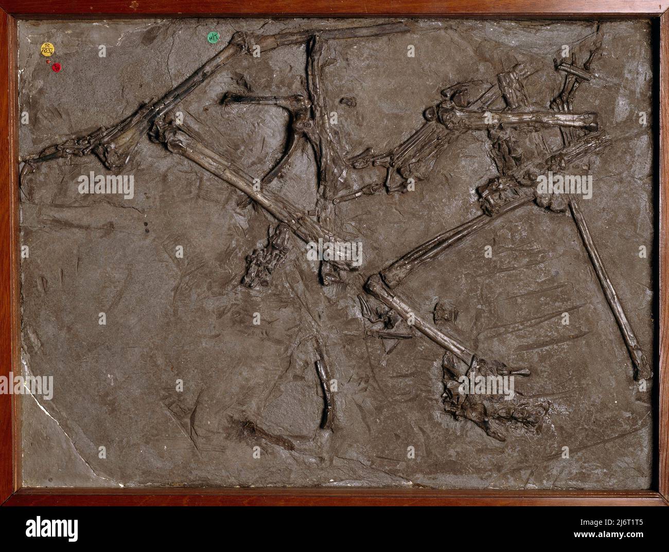 Dimorphodon macronyx, pterosaur fossil Stock Photo - Alamy