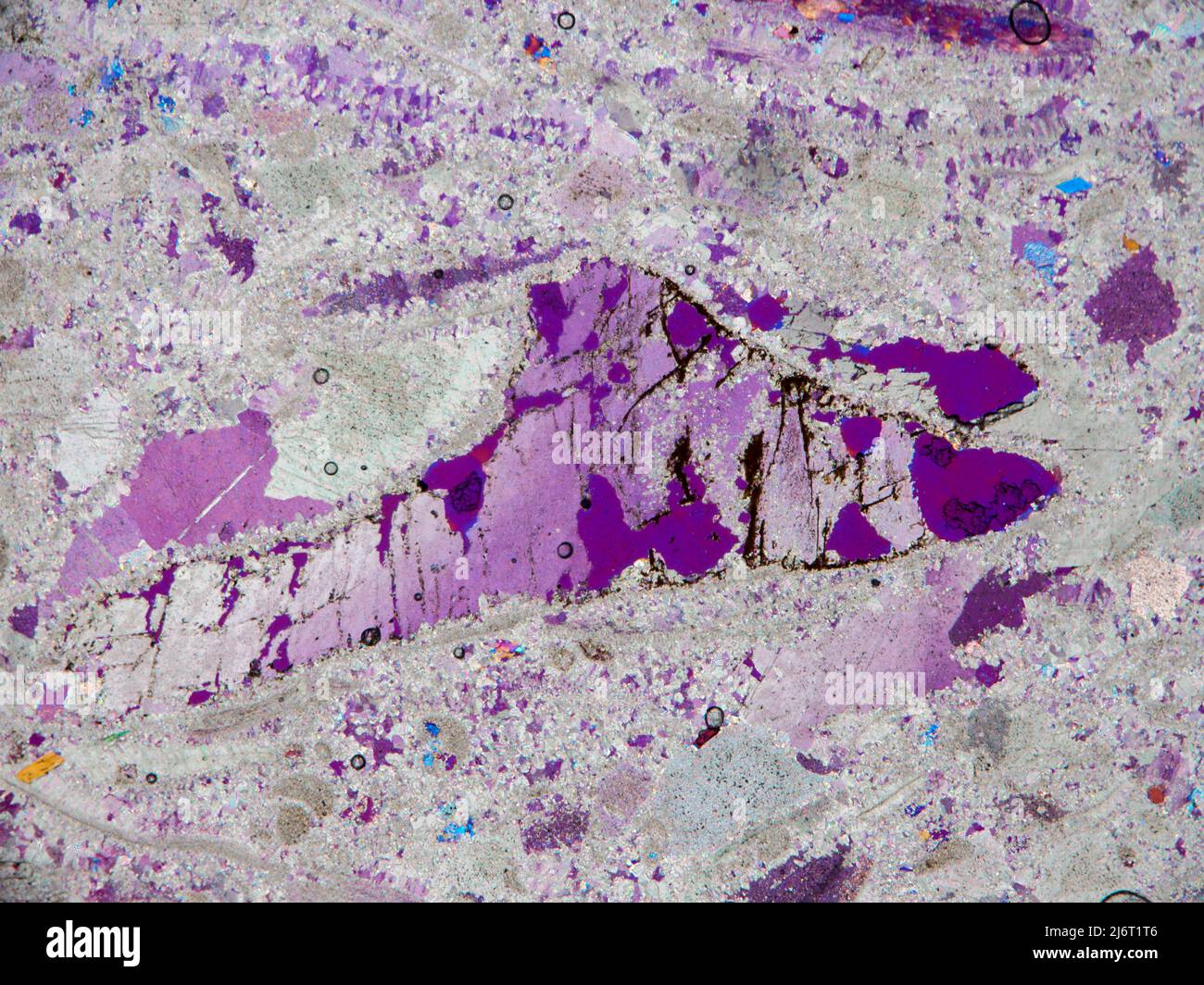 Crinoidal limestone, light micrograph Stock Photo - Alamy