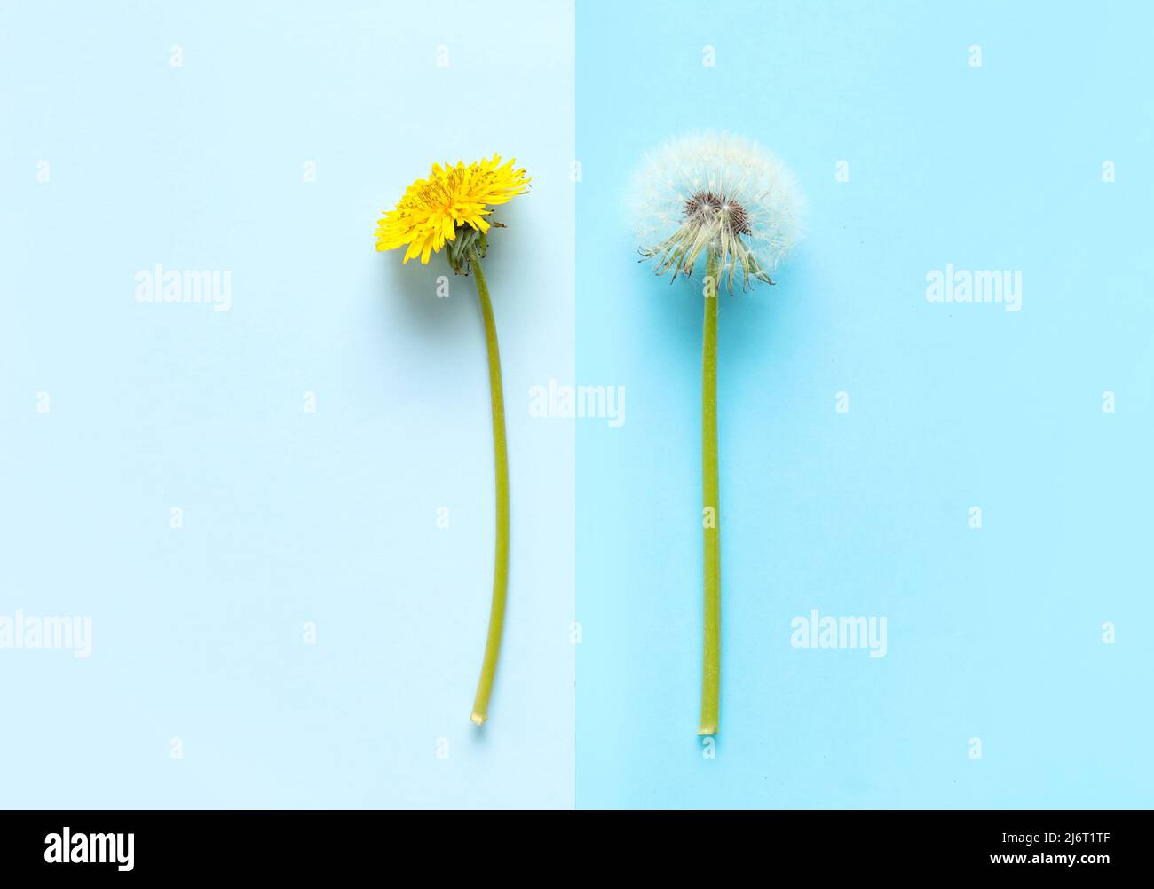 Different dandelions on blue background Stock Photo - Alamy