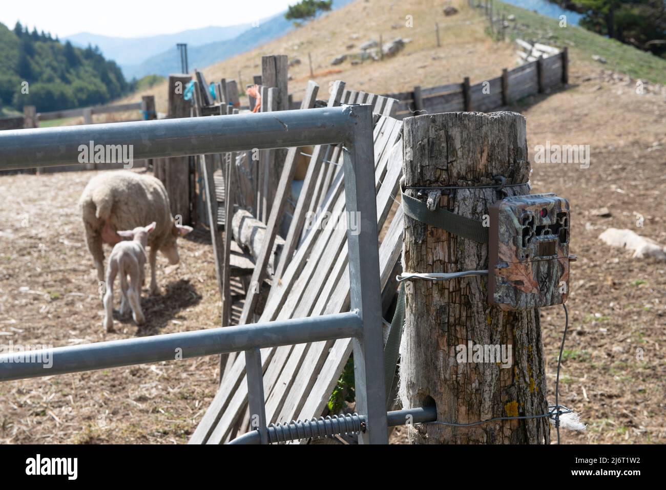 Automatic camera monitoring a herd of sheep Stock Photo - Alamy