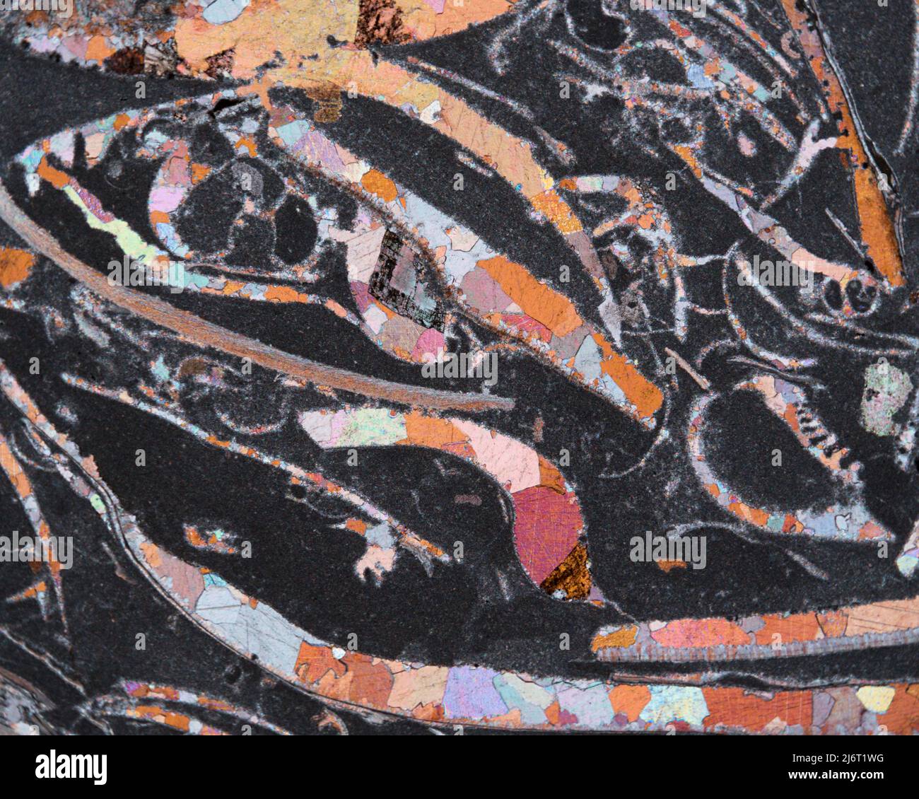 Crinoidal limestone, light micrograph Stock Photo - Alamy