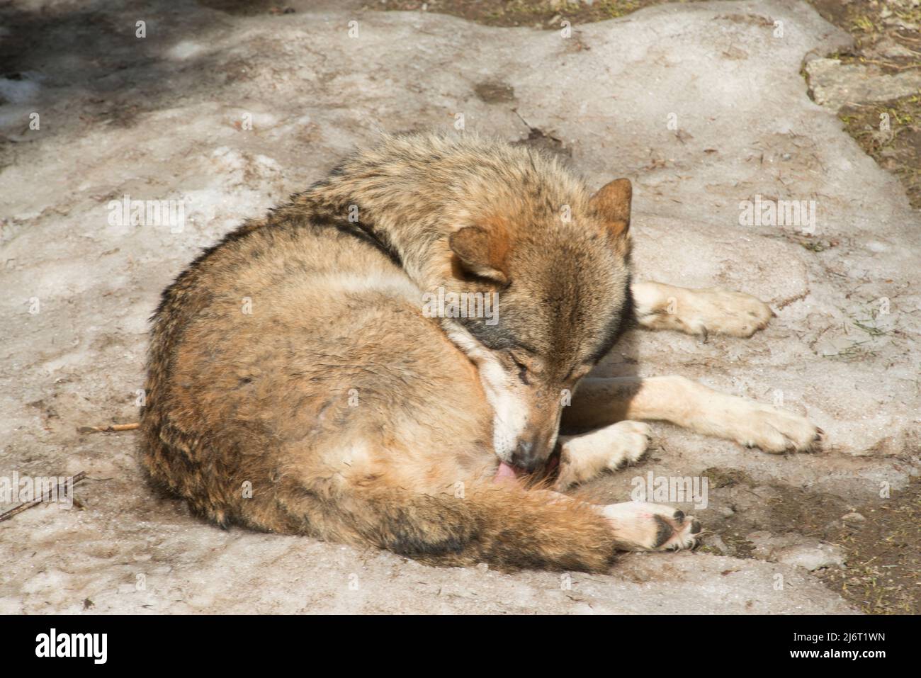 Common gray wolf Stock Photo - Alamy