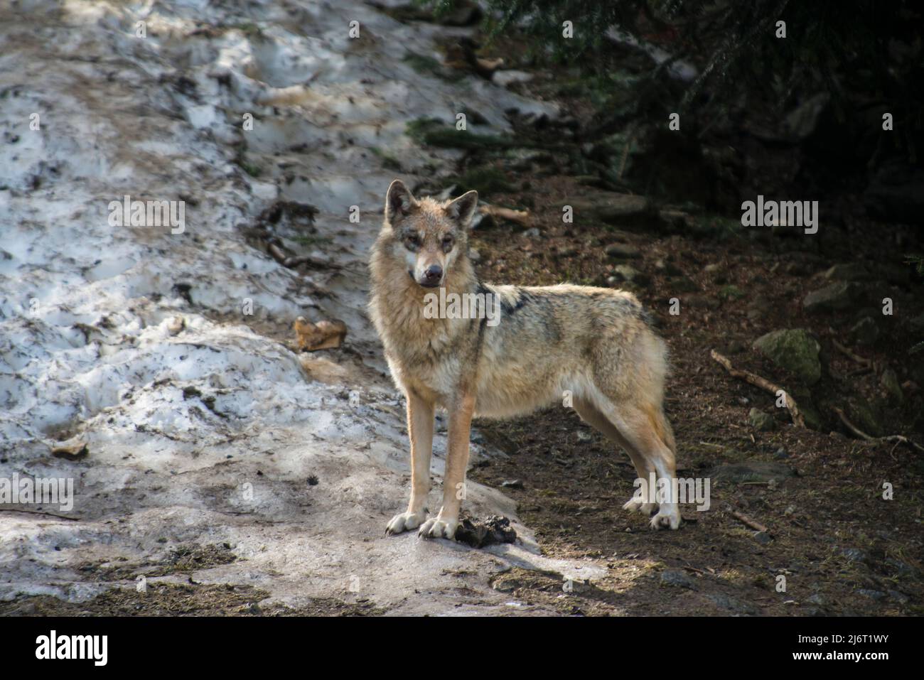 Common gray wolf Stock Photo - Alamy