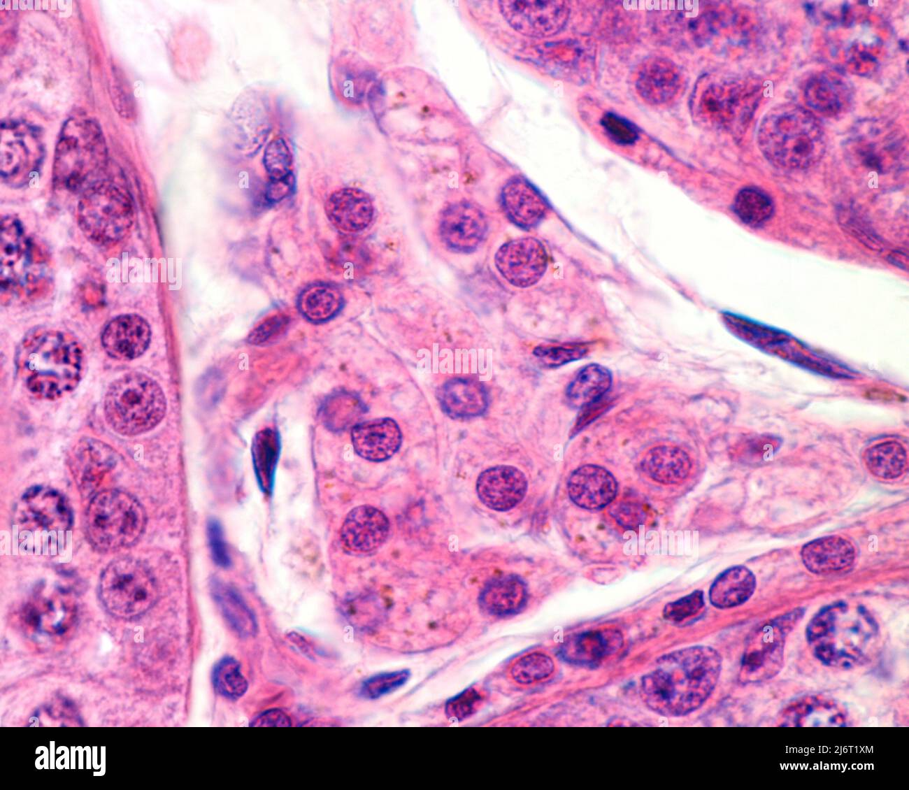Spermatogenesis in human testicle, light micrograph Stock Photo - Alamy