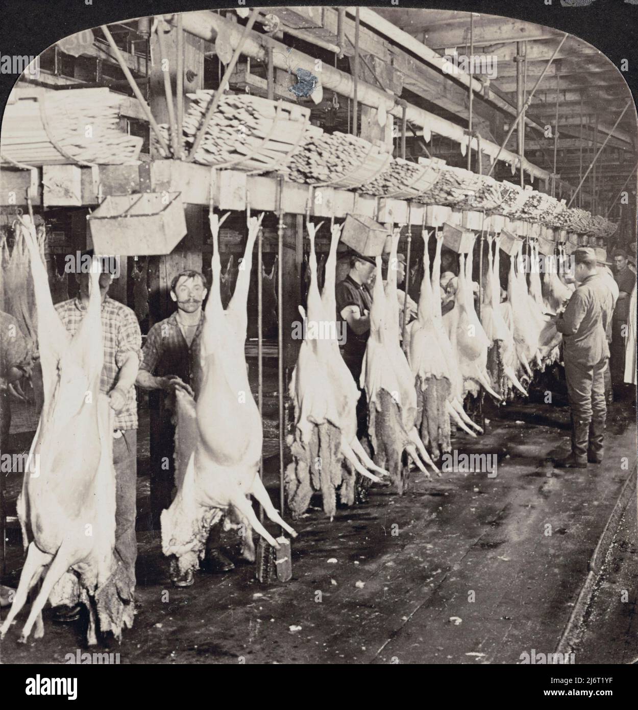 Meat packing in Chicago, Illinois, USA Stock Photo - Alamy