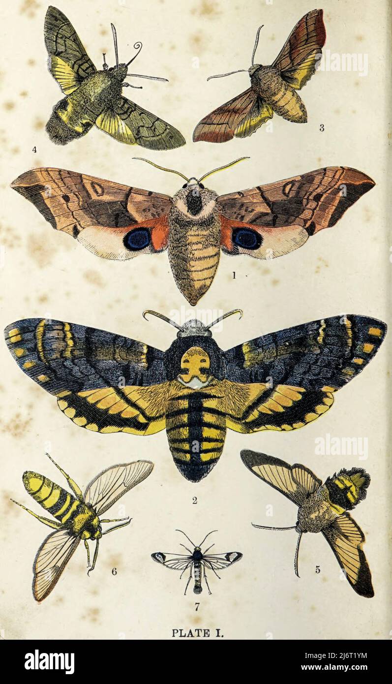 Common moths of England, 19th century illustration Stock Photo - Alamy