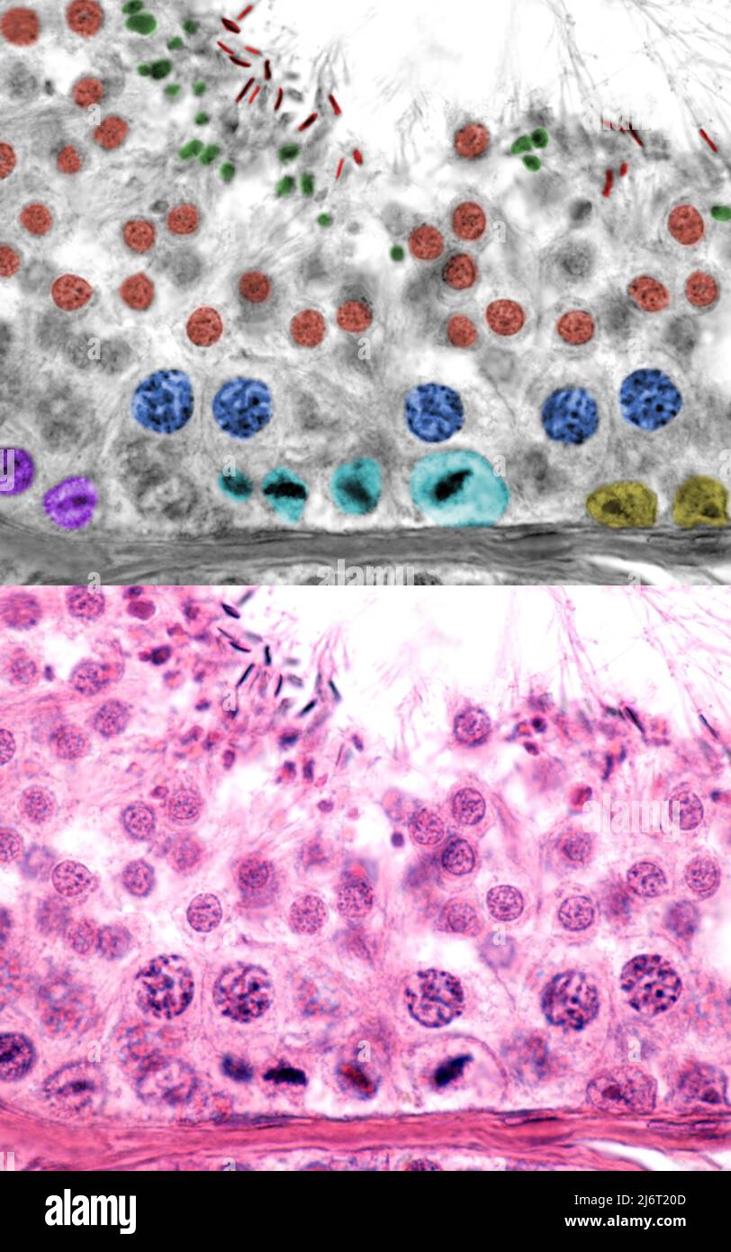 Spermatogenesis in human testicle, light micrographs Stock Photo - Alamy
