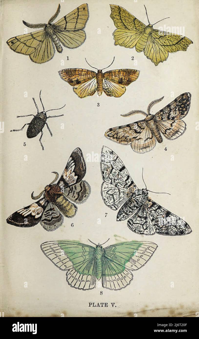 Common moths of England, 19th century illustration Stock Photo - Alamy