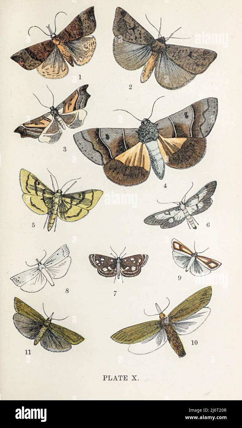 Common moths of England, 19th century illustration Stock Photo - Alamy