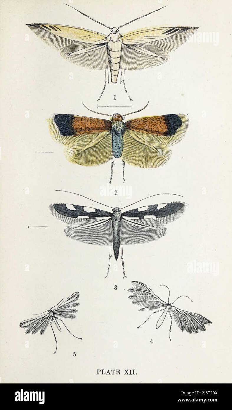 Common moths of England, 19th century illustration Stock Photo - Alamy