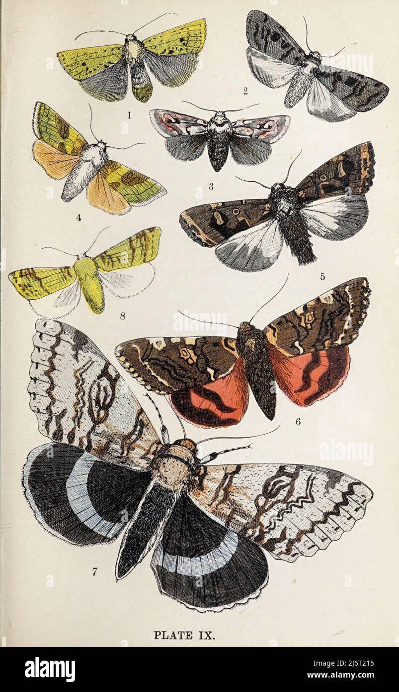 Common moths of England, 19th century illustration Stock Photo - Alamy
