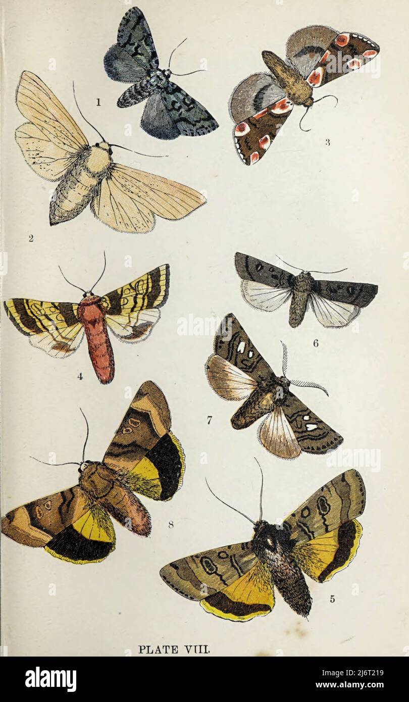 Common moths of England, 19th century illustration Stock Photo - Alamy