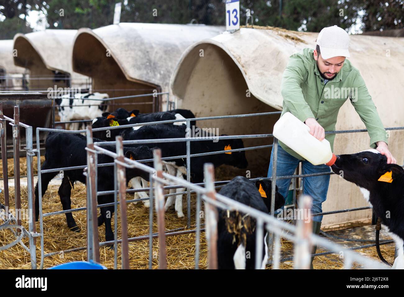 Farmer man feeding calves on dairy farm Stock Photo - Alamy